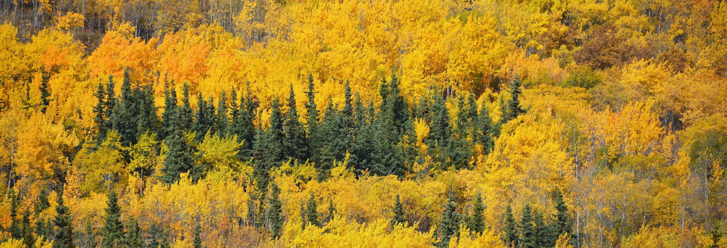 Constitution – Carcross/Tagish First Nation